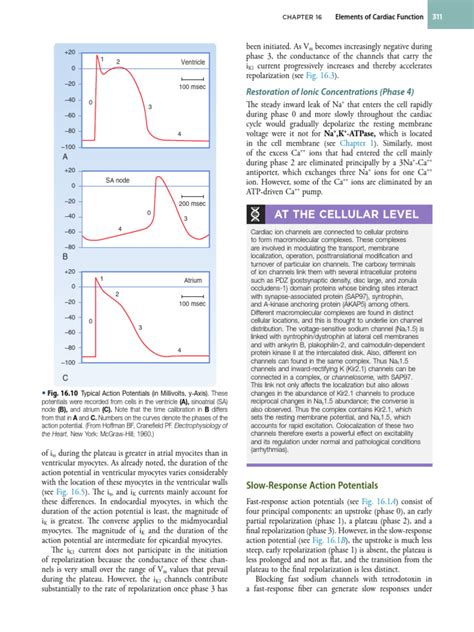 Berne And Levy Physiology 7th Emedicodiary 325 335 Pdf Action Potential Heart