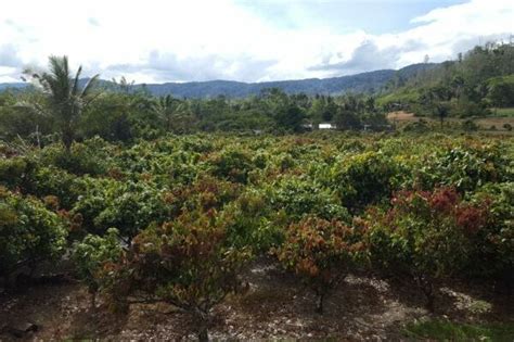 Hand Pollination Increases Cocoa Yield And Farmer Income The Global Plant Council
