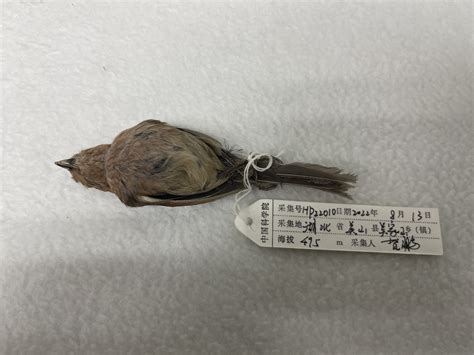 Paradoxornis Webbianus