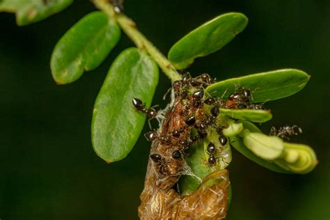 This Ant Can Explode To Defend Its Nest