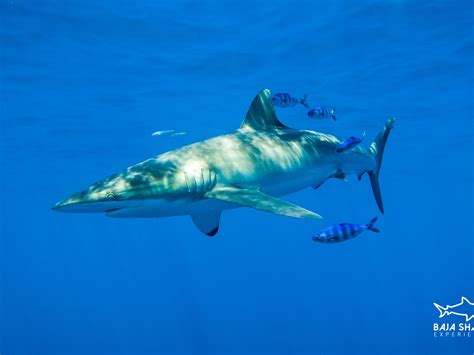 Baja Shark Experience Cabo San Lucas All You Need To Know