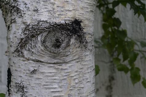 Tree With The Shape Of An Eye Taken In Hassel Belgium Stock Image