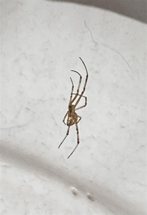 Juvenile Widow Rinsects