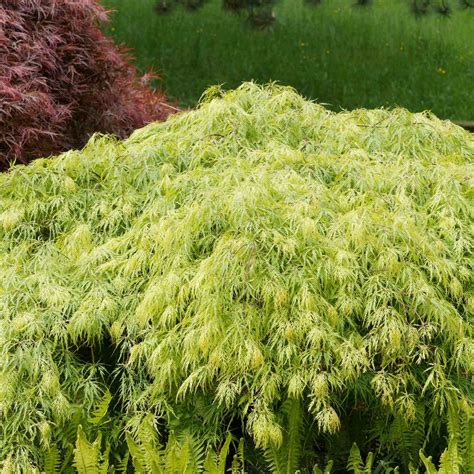Japanese Maple Tree Acer Palmatum Dissectum Flavescens Roots Plants