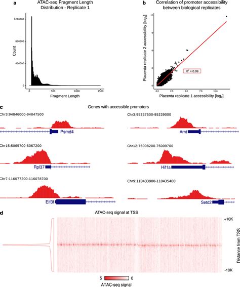 Atac Seq Analysis Of E95 Mouse Placenta A Distribution Of Atac Seq