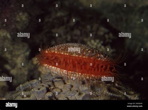 Ctenoides Lima Scaber The Flame Scallop Or Rough Fileclam Is A