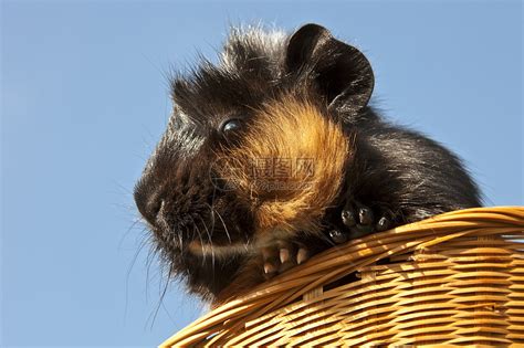几内亚猪宠物天堂宏观外套蓝色天空动物群头发篮子哺乳动物高清图片下载 正版图片320281420 摄图网