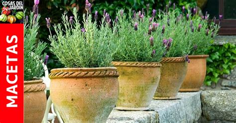 Introduzir Imagem 176 Imagen Como Cultivar Lavanda Br Thptnganamst