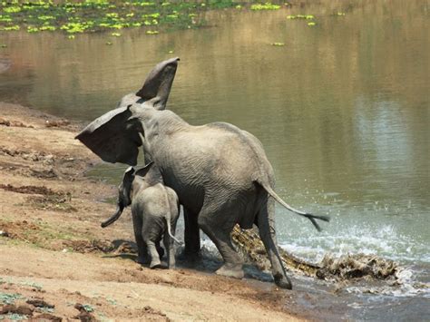 Rare Pictures Crocodile Attacks Elephant Elephant Elephant