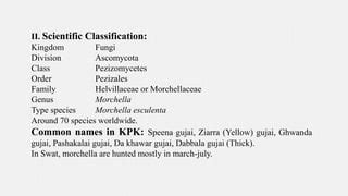 Biology And Cultivation Of Morchella Pptx