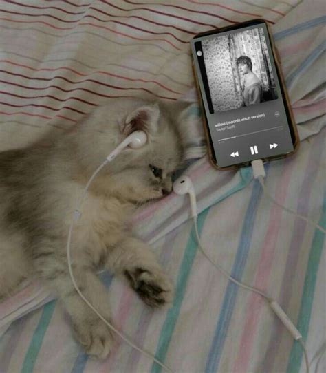 8 Lala Wall Ideas To Save Today Pretty Cats Silly Cats Cat Pics And