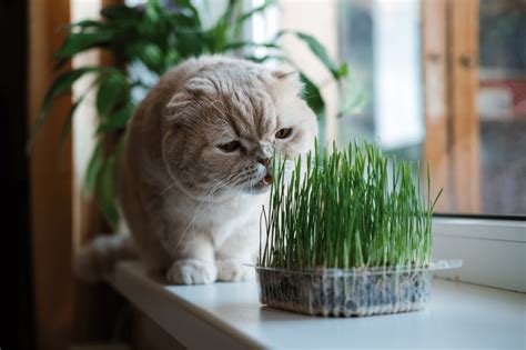 Cómo Prevenir y Controlar los Problemas de Bolas de Pelo en Gatos U