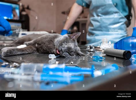 cat under general anesthesia on the operating table. Pet surgery Stock Photo - Alamy