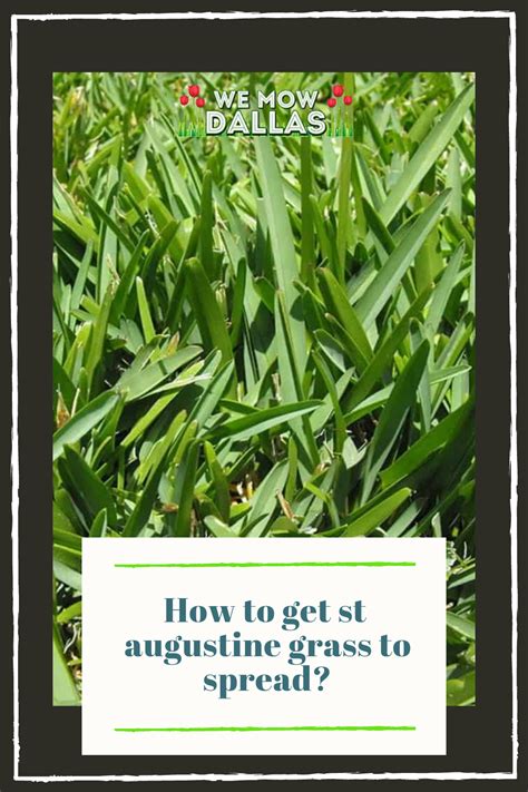 How To Get St Augustine Grass To Spread St Augustine Grass Grass