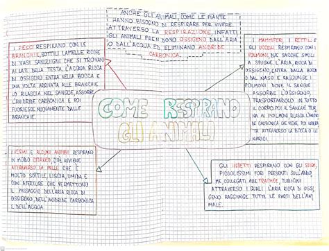Scienze Classe Quarta Maestra Chiara