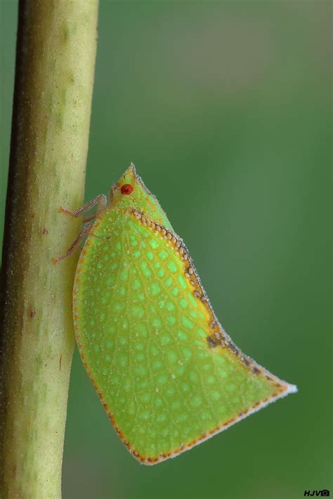 Mango Hopper Mango Hopper Photography