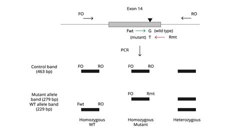 Jak2 V617f Mpn Mutation Pcr Principle And Protocol
