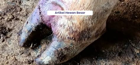 Pemulihan Reproduksi Ternak Pasca Pmk Dan Lsd Medion