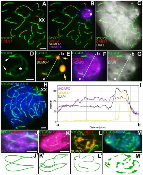 Unique Sex Chromosome Systems In Ellobius How Do Male XX Chromosomes Recombine And Undergo