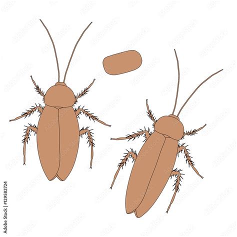 2d Cartoon Illustration Of Cockroach Stock Illustration Adobe Stock