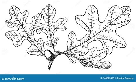 Branch Of Quercus Reticulata Vintage Illustration