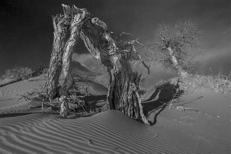 額濟納旗胡楊林，那是一種精神，是一首生命頑強的讚歌——趙峰攝影 每日頭條