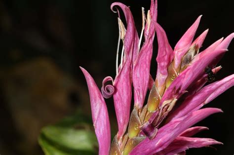 Top 10 Extinct Plants