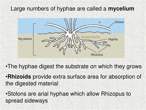 Ppt Fungi Powerpoint Presentation Free Download Id 9109923