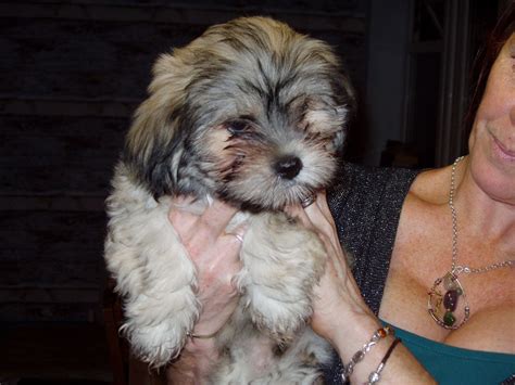 Lhasa Apso Mix