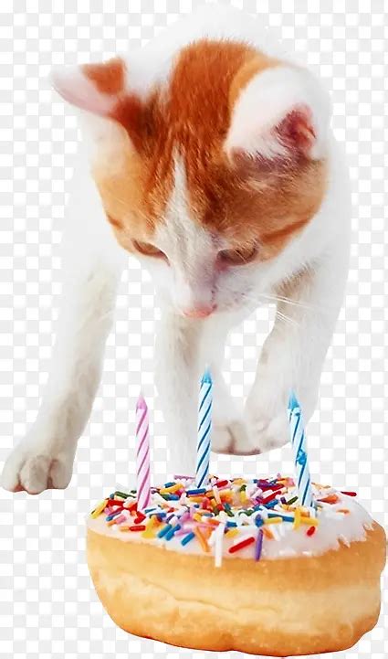 猫咪生日蛋糕PNG图片素材下载 图片编号qdxwjmzr 免抠素材网