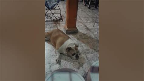 Esta Enojada My Perra Youtube