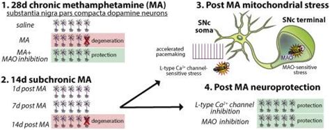 线粒体氧化应激介导黑质多巴胺能神经元的甲基苯丙胺神经毒性neurobiology Of Disease X Mol