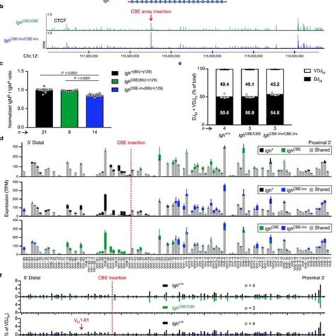 Dependence Of Vh Djh Recombination On Chromatin Looping And Vh Gene Download Scientific Diagram