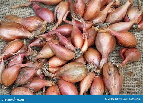 Harvested Shallots Allium Ascalonicum Stock Image Image Of