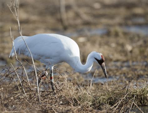 Toadzilla How Big Can Invasive Cane Toads Get
