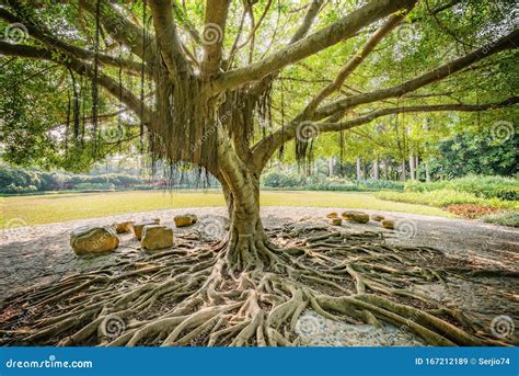 Amazing Banyan Tree Trunk Roots And Branches City Park Shenzhen