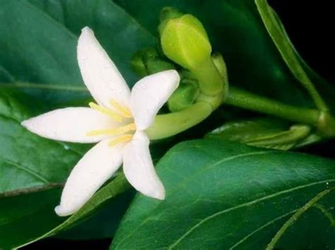 Khmer Medicinal Plants 2016