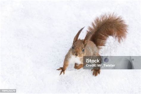 공원에서 하얀 눈에 앉아 푹신한 꼬리와 귀여운 빨간 다람쥐 갈고리 발톱에 대한 스톡 사진 및 기타 이미지 갈고리 발톱 갈색 겨울 Istock