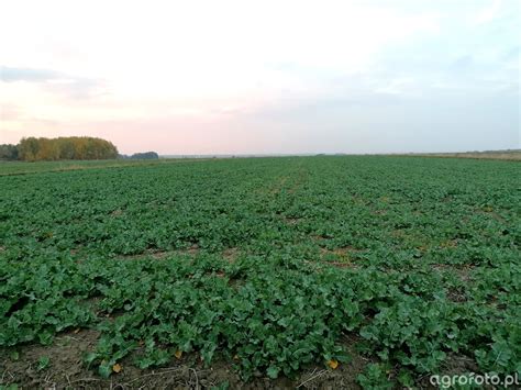 Dk Exima Zdjęcie Fotka Foto Numer 821050 Galeria Rolnicza Agrofoto
