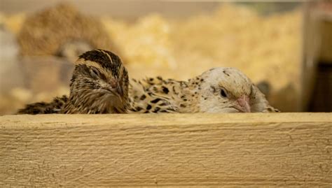 Raising Quails Indoors And What You Need To Know