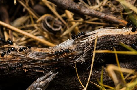 Most Common Ant Species In Singapore Conquer Pest