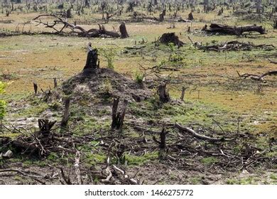 Best Effect Humans That Causes Extinctions Royalty Free Images Stock