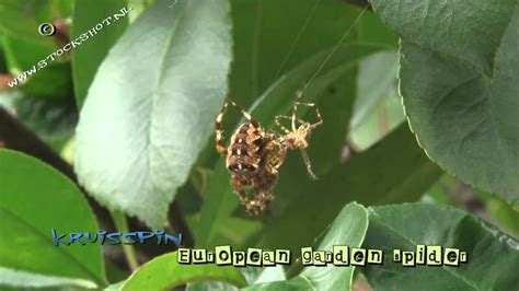 Sex In My Backyard Cross Spider Araneus Diadematu Mating Youtube