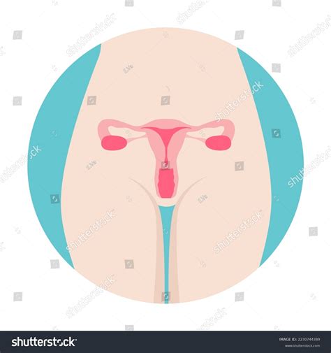Female Reproductive System Organs Location Scheme Stock Vector Royalty Free 2230744389