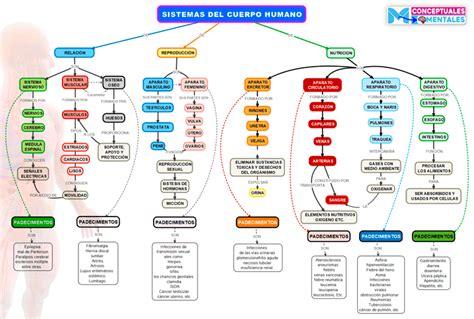 Mapa Conceptual Del Cuerpo Humano Y Sus Sistemas Funciones Y