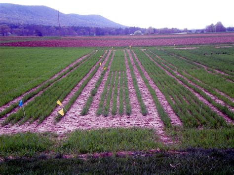 Winter Wheat Plot In April Research Department Of Plant Pathology