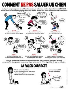 Comment Approcher Correctement Un Chien Tout Pattes