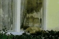 Orgasms S Find And Share On Giphy