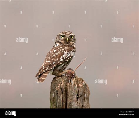Little Owl Athene Noctua With House Mouse Mus Musculus Prey