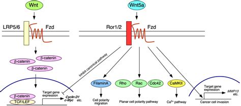 Canonical And Noncanonical Wnt Signaling Schematic Representation Of